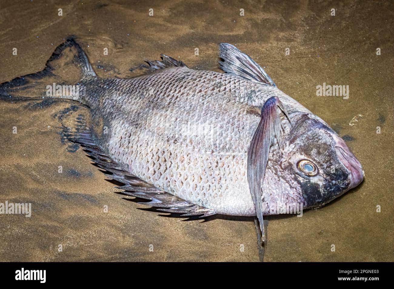 Polluted seas hi-res stock photography and images - Alamy