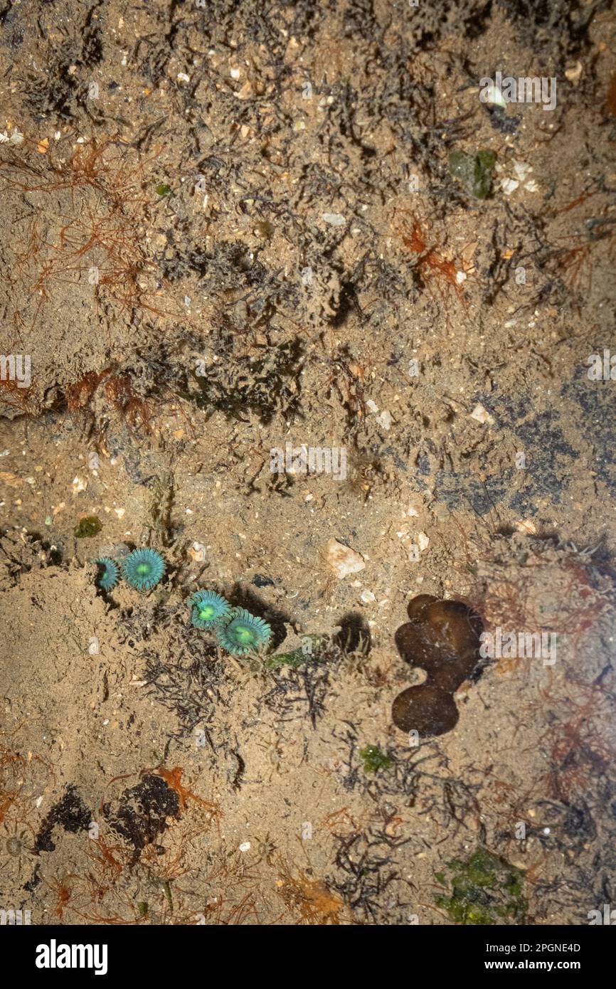 Palythoa hi-res stock photography and images - Alamy