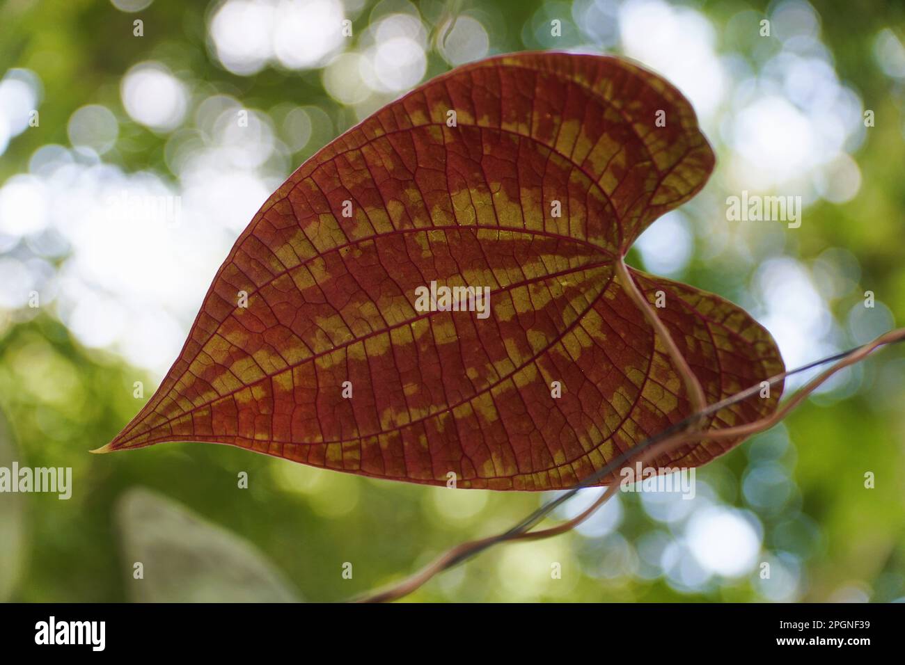 Dioscorea dodecaneura hi-res stock photography and images - Alamy