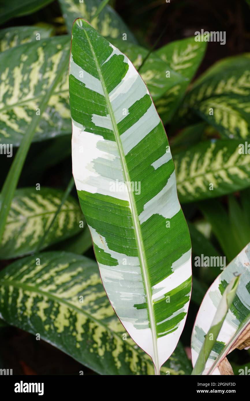 Beautiful white and green leaf of a variegated Banana Musa Florida ...