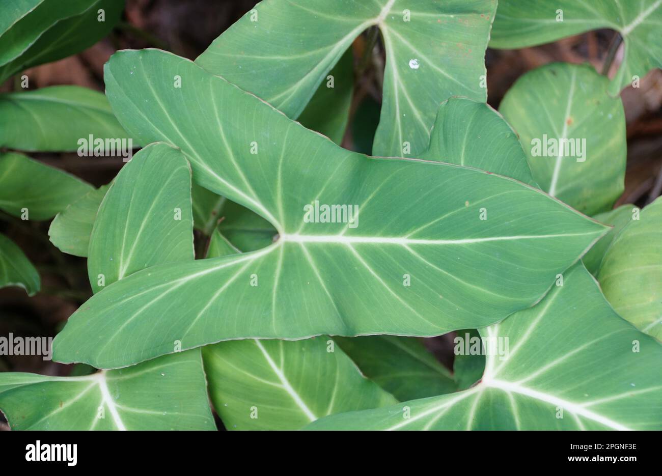 Beautiful green leaf of Adelonema Crinipes, a neotropical aroid native ...