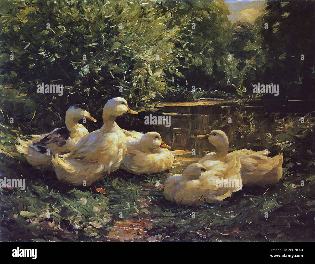 Enten teich hi-res stock photography and images - Alamy