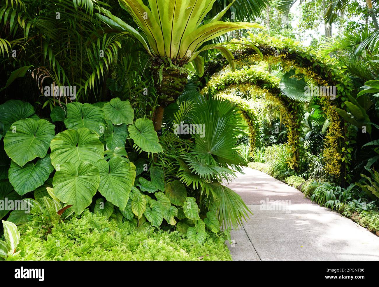 A walking path under the beautiful arches near National Orchid Garden ...