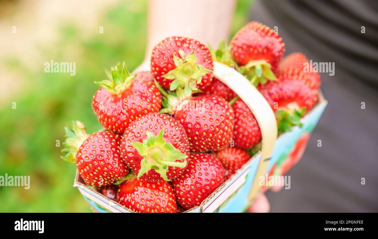 Hand holding basket with pile of fresh red strawberries after harvest ...