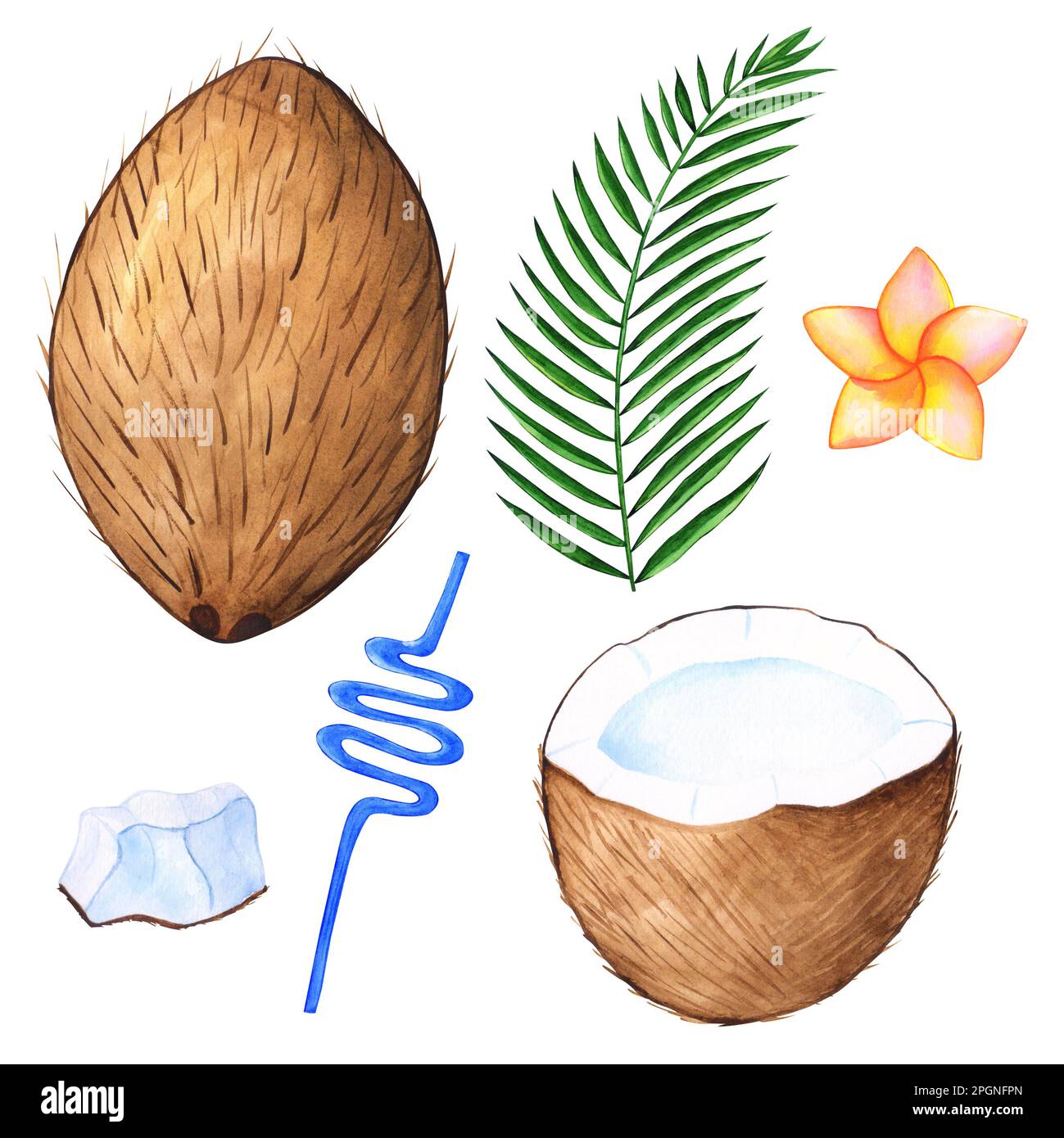 Watercolor coconut tropical set of isolated elements for design with ...