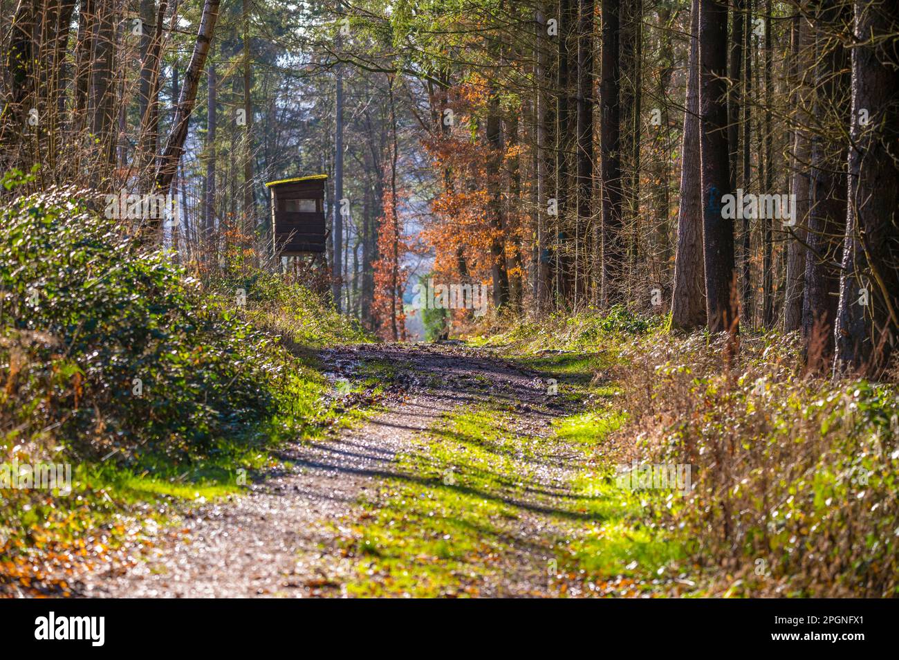 Germany, Hesse, Forest path with high seat in background Stock Photo ...