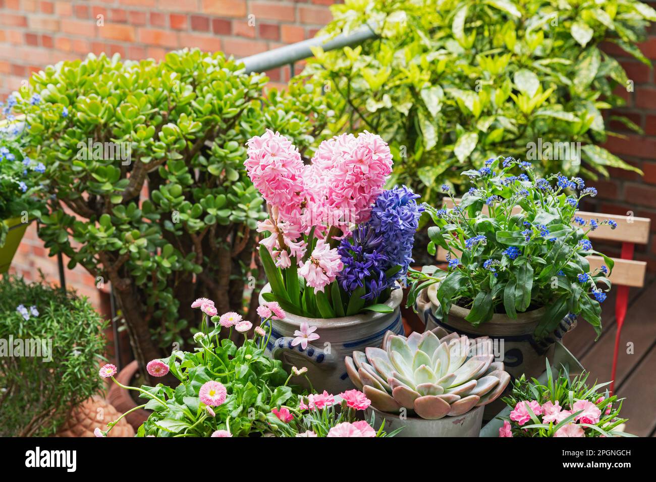 Springtime flowers cultivated in balcony garden Stock Photo - Alamy