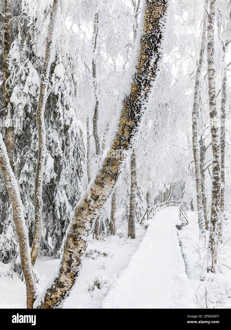 Snow covered boardwalk black forest hi-res stock photography and images ...