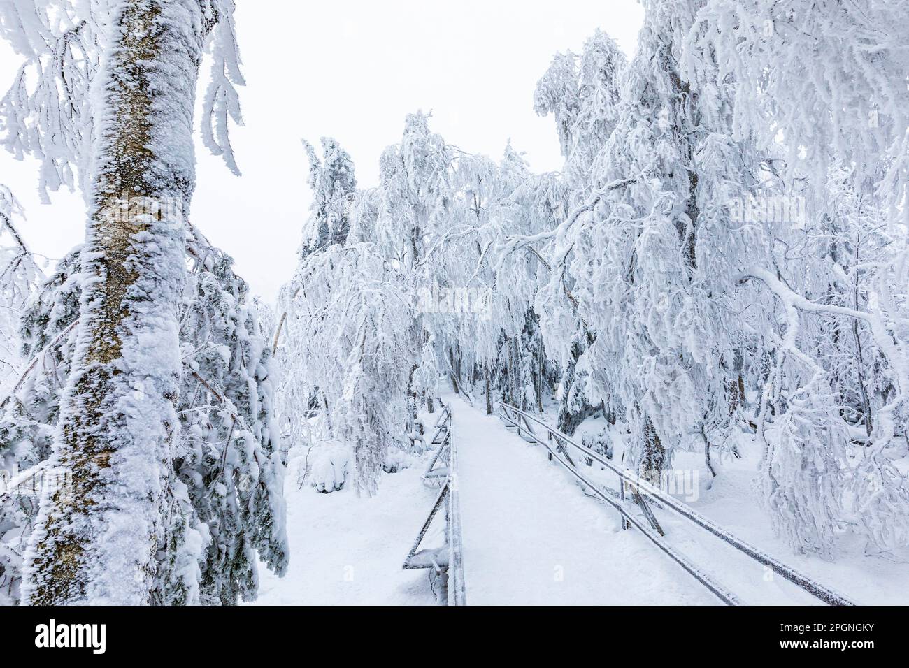 Snow covered boardwalk black forest hi-res stock photography and images ...