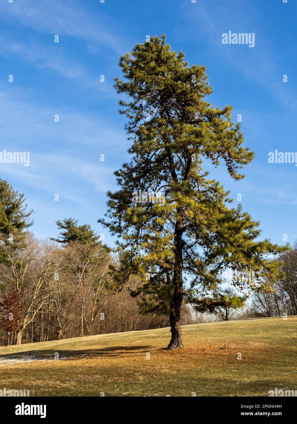 A towering pine tree stands tall on a gentle grassy slope, bathed in ...