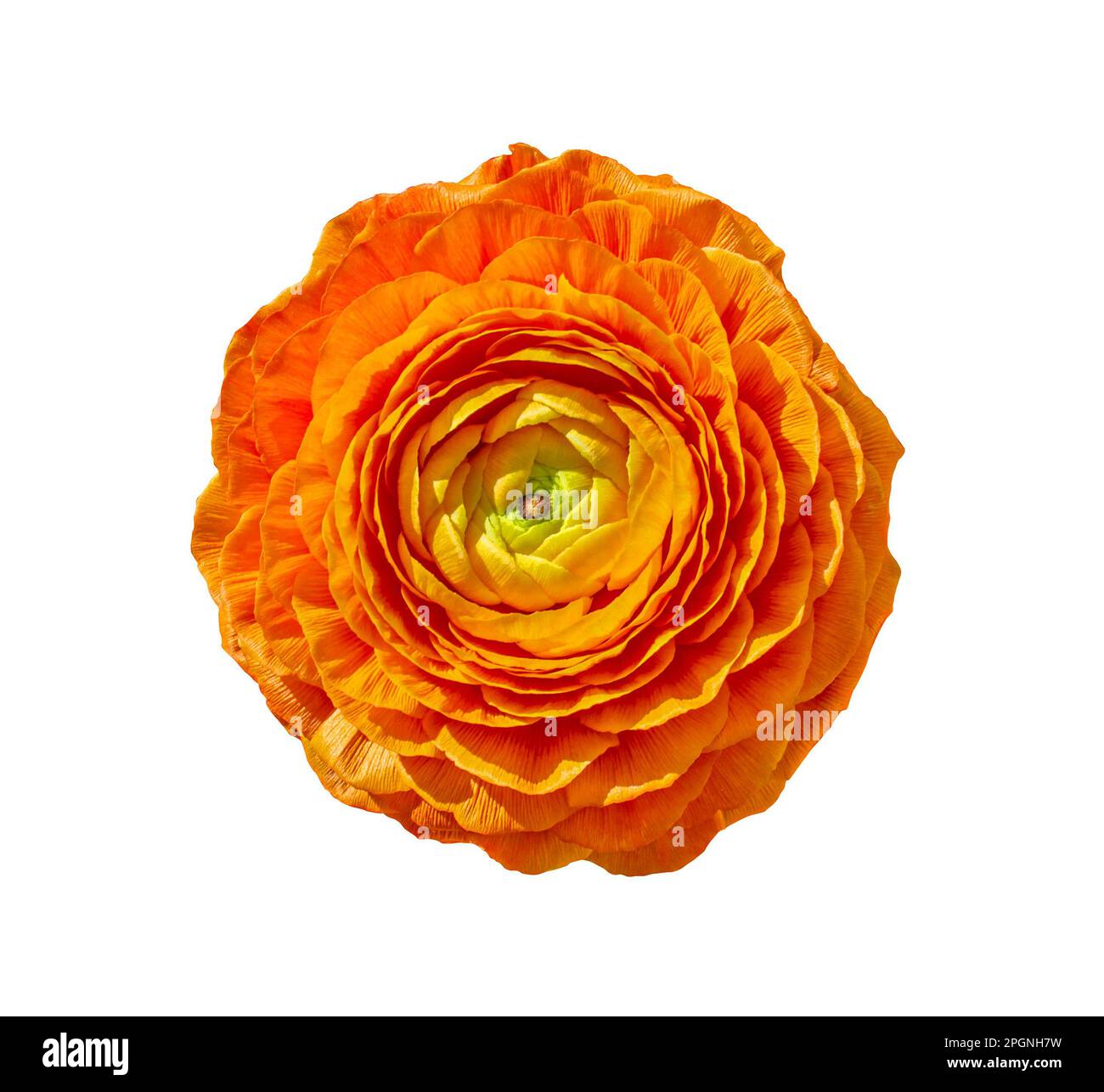 Orange Ranunculus Asiaticus buttercup flower top view isolated on white ...