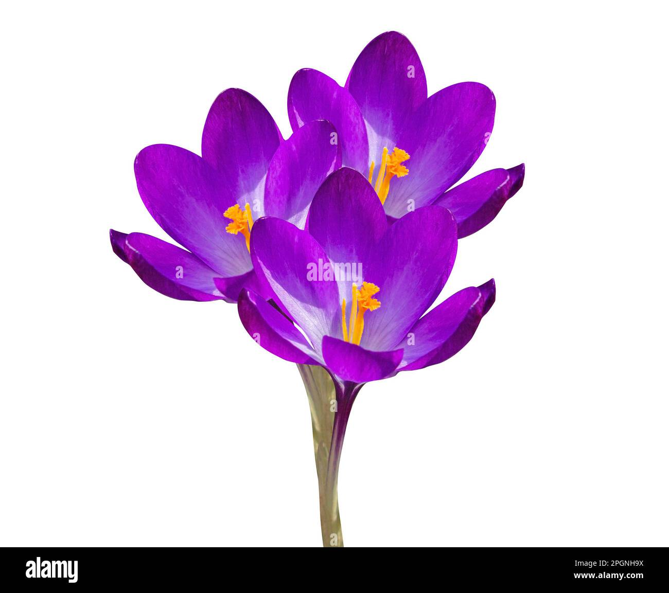 Three Violet Flowers of Crocus isolated on White background. Flowers ...