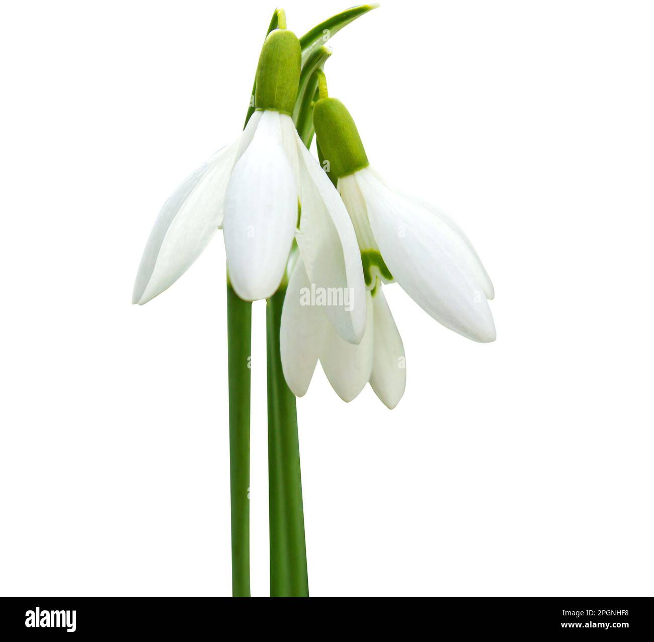 Spring snowdrop flowers isolated on white background. Object with ...