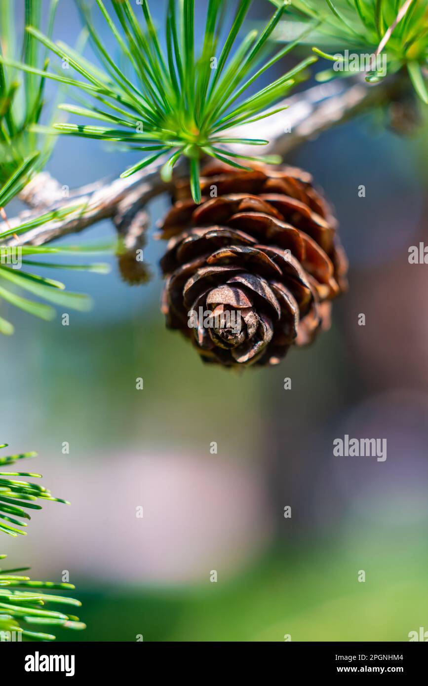 Pollinisation pin gymnospermes hi-res stock photography and images - Alamy