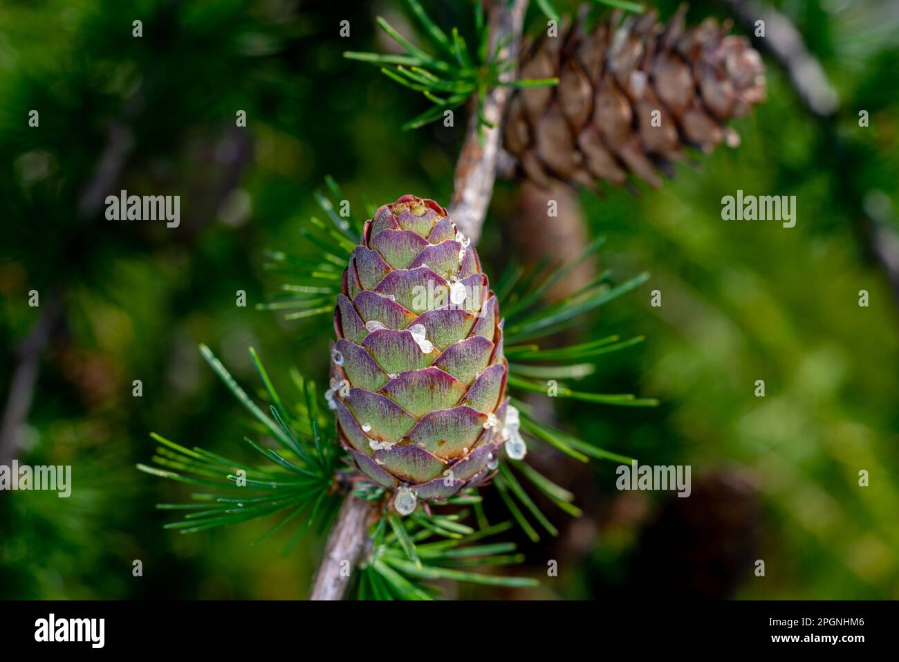 Pollinisation pin gymnospermes hi-res stock photography and images - Alamy
