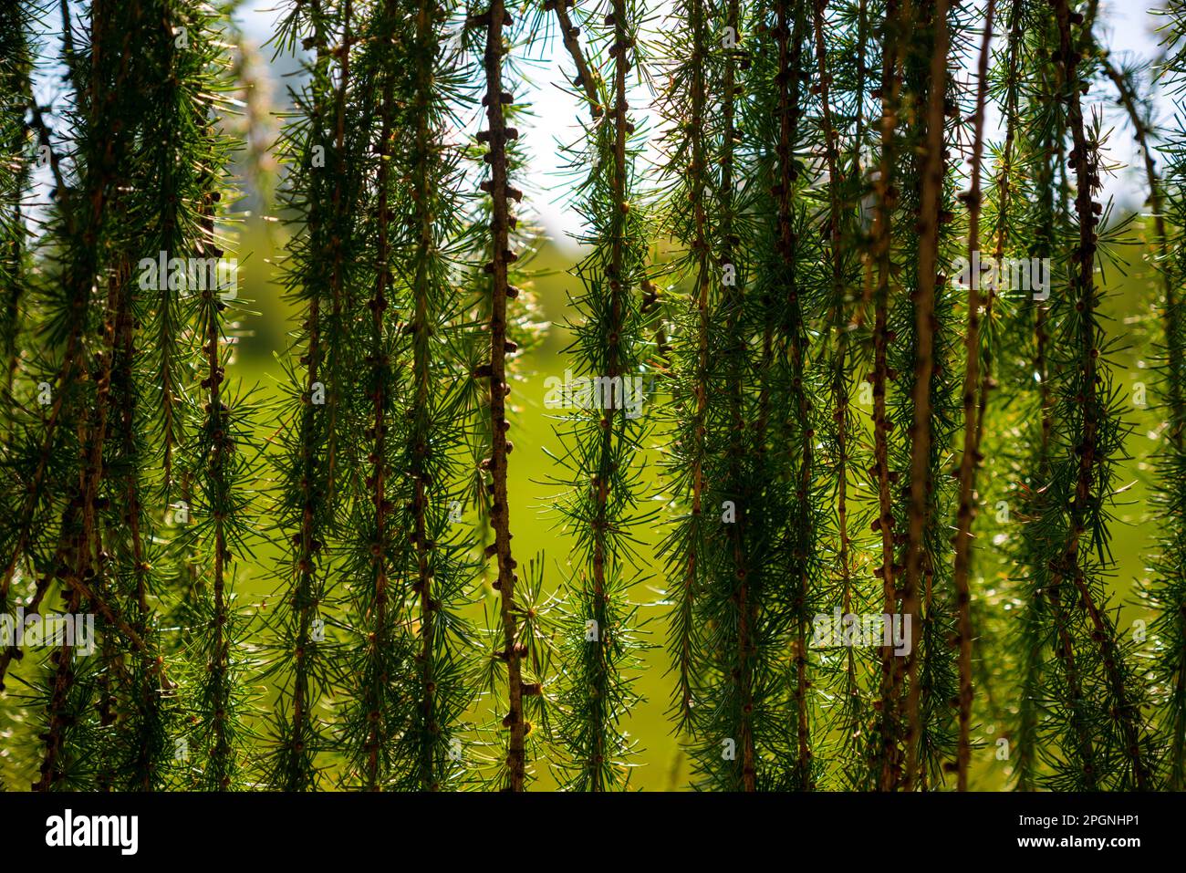 Pollinisation pin gymnospermes hi-res stock photography and images - Alamy