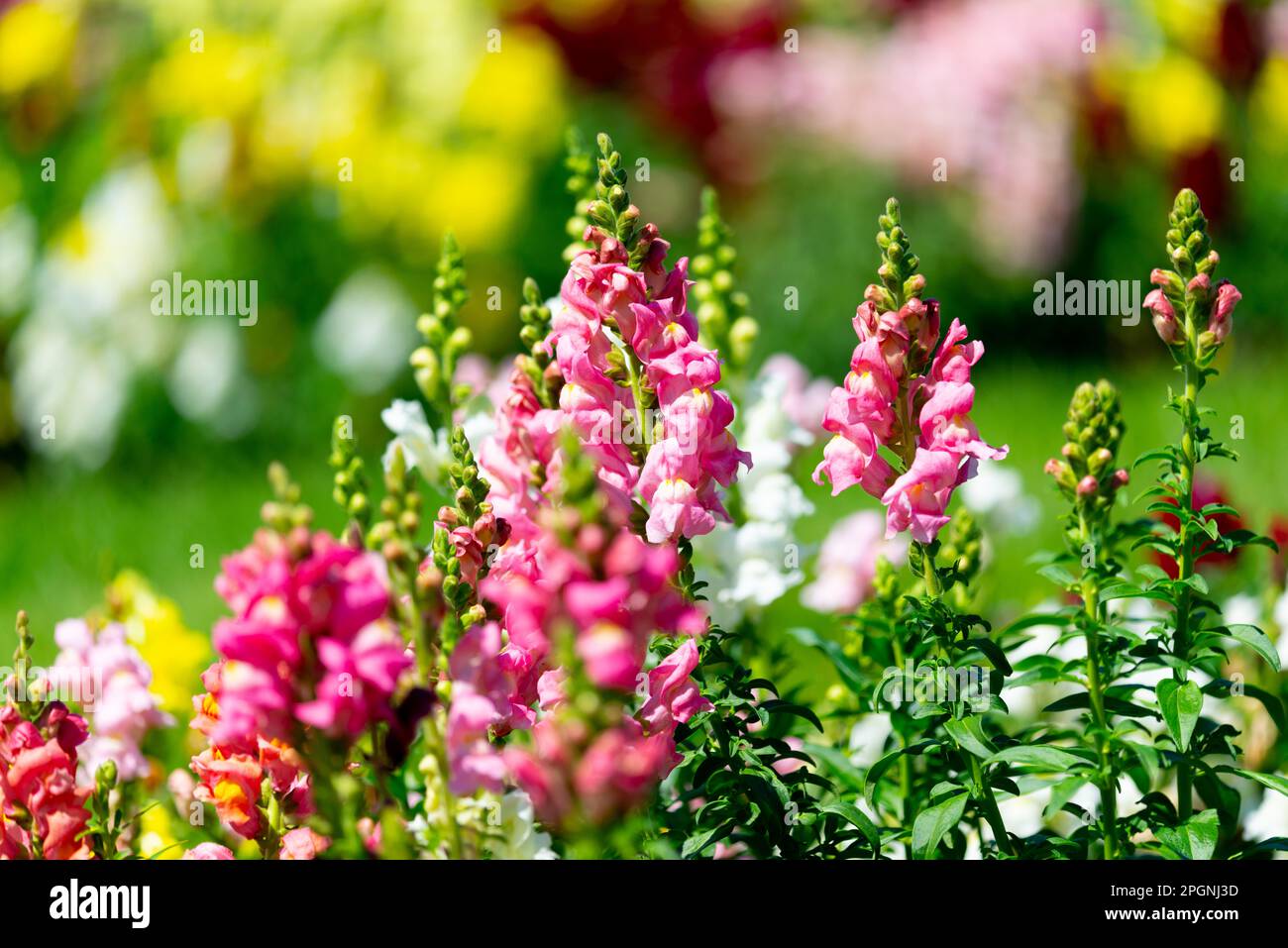 Vivaces roses hi-res stock photography and images - Alamy
