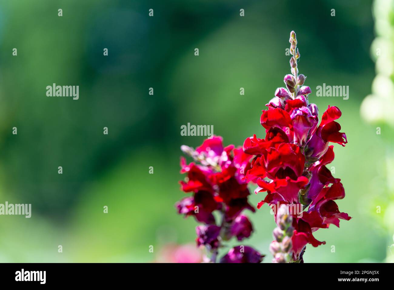 Petales rouges hi-res stock photography and images - Alamy