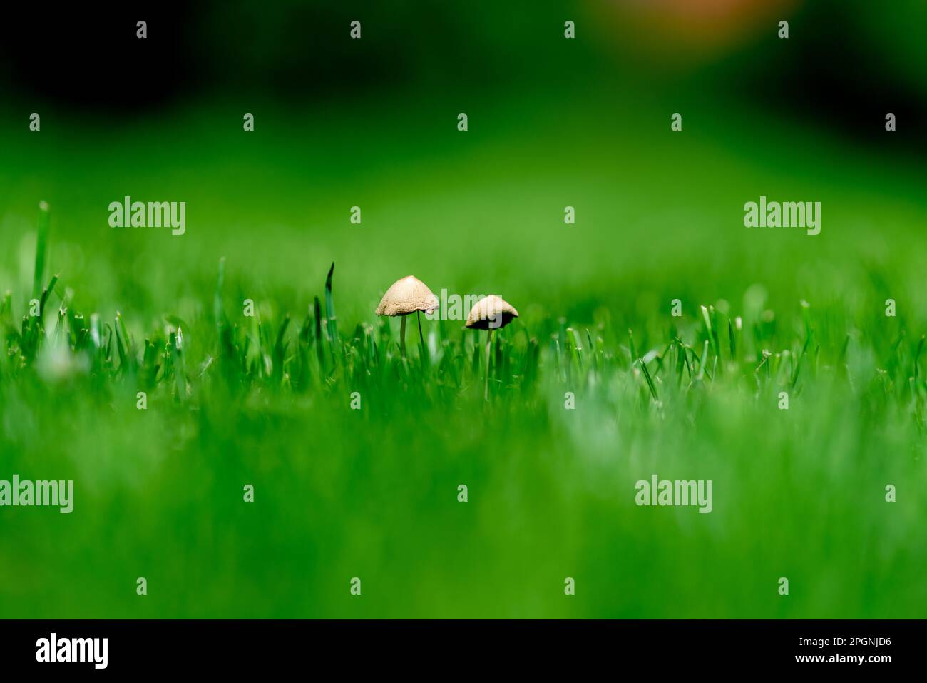 Mise au point sur une paire de champignons Stock Photo - Alamy
