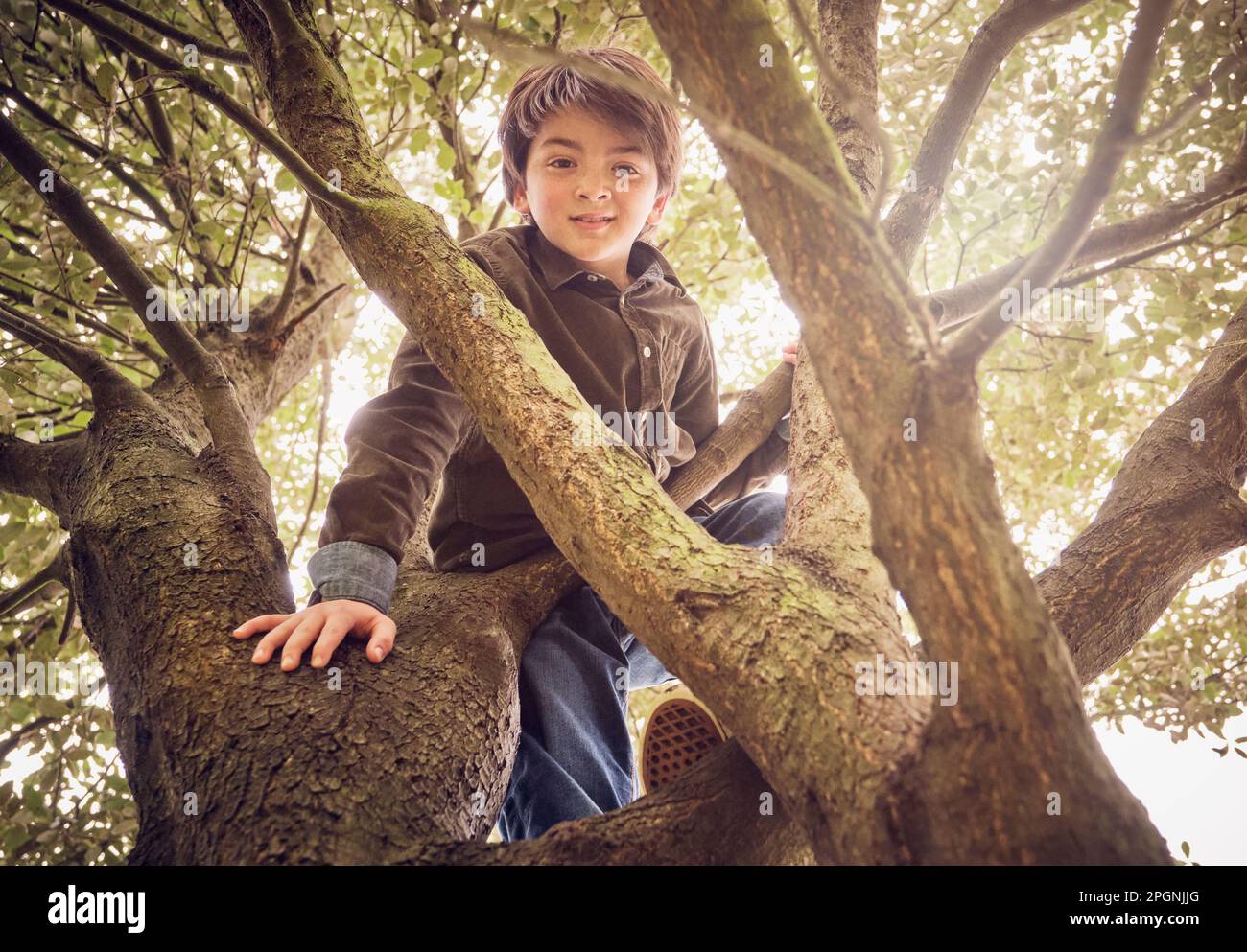 Tree climbing park hi-res stock photography and images - Alamy