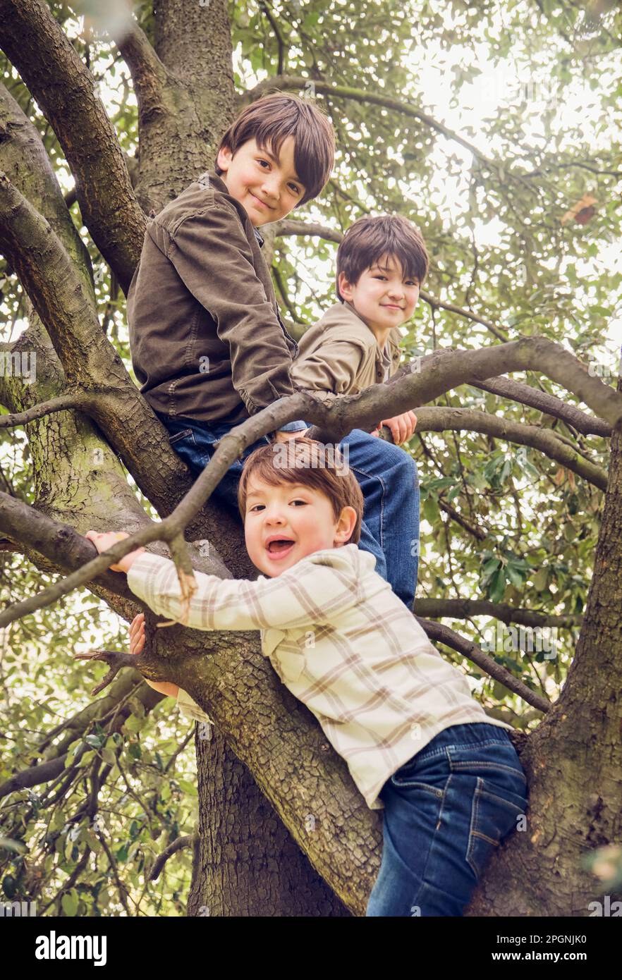Brothers enjoying with each other on tree branch at park Stock Photo ...
