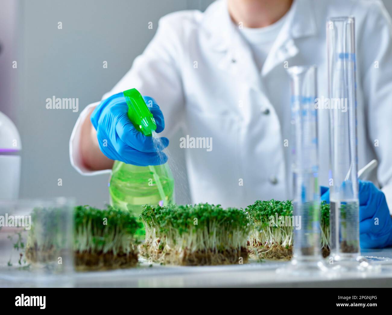 Scientist spraying water on plants in laboratory Stock Photo - Alamy