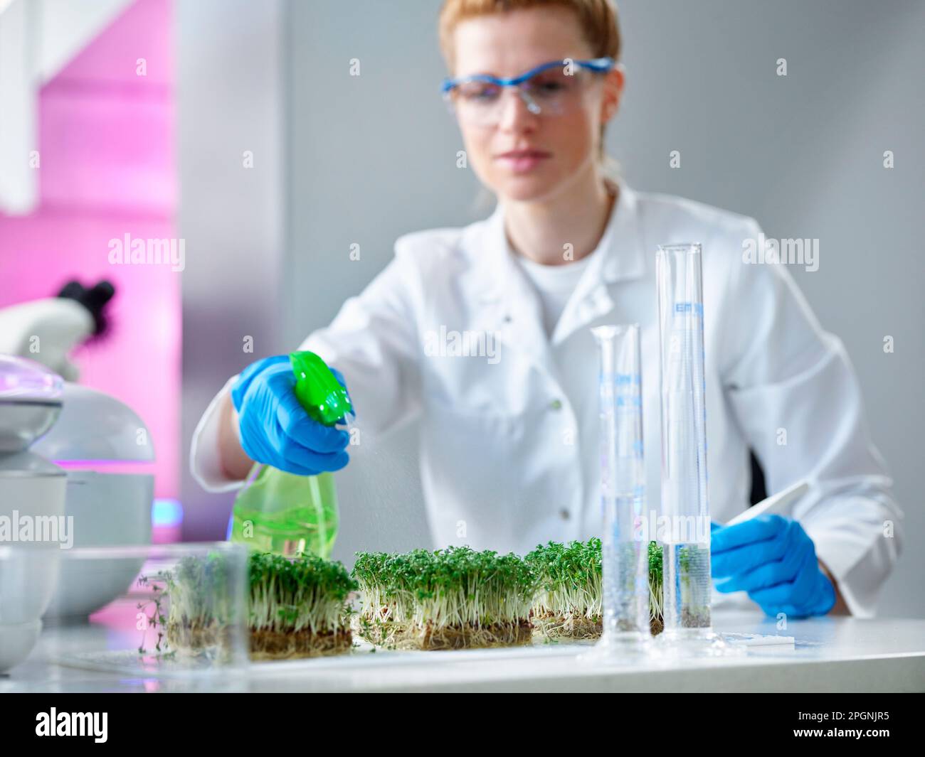 Scientist spraying water on green plants in laboratory Stock Photo - Alamy