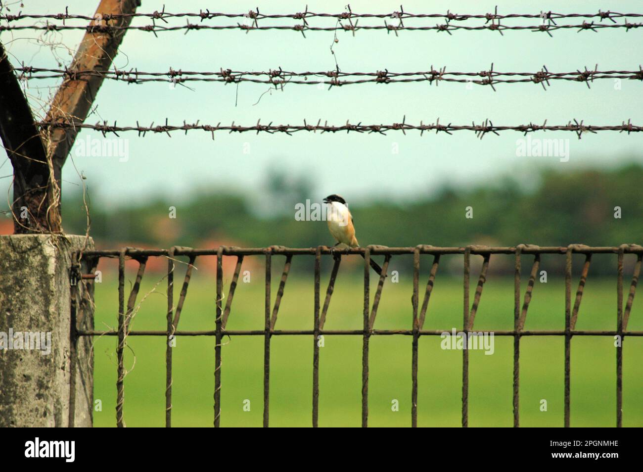 A passerine is perching on the fence of the runway area of Jakarta ...