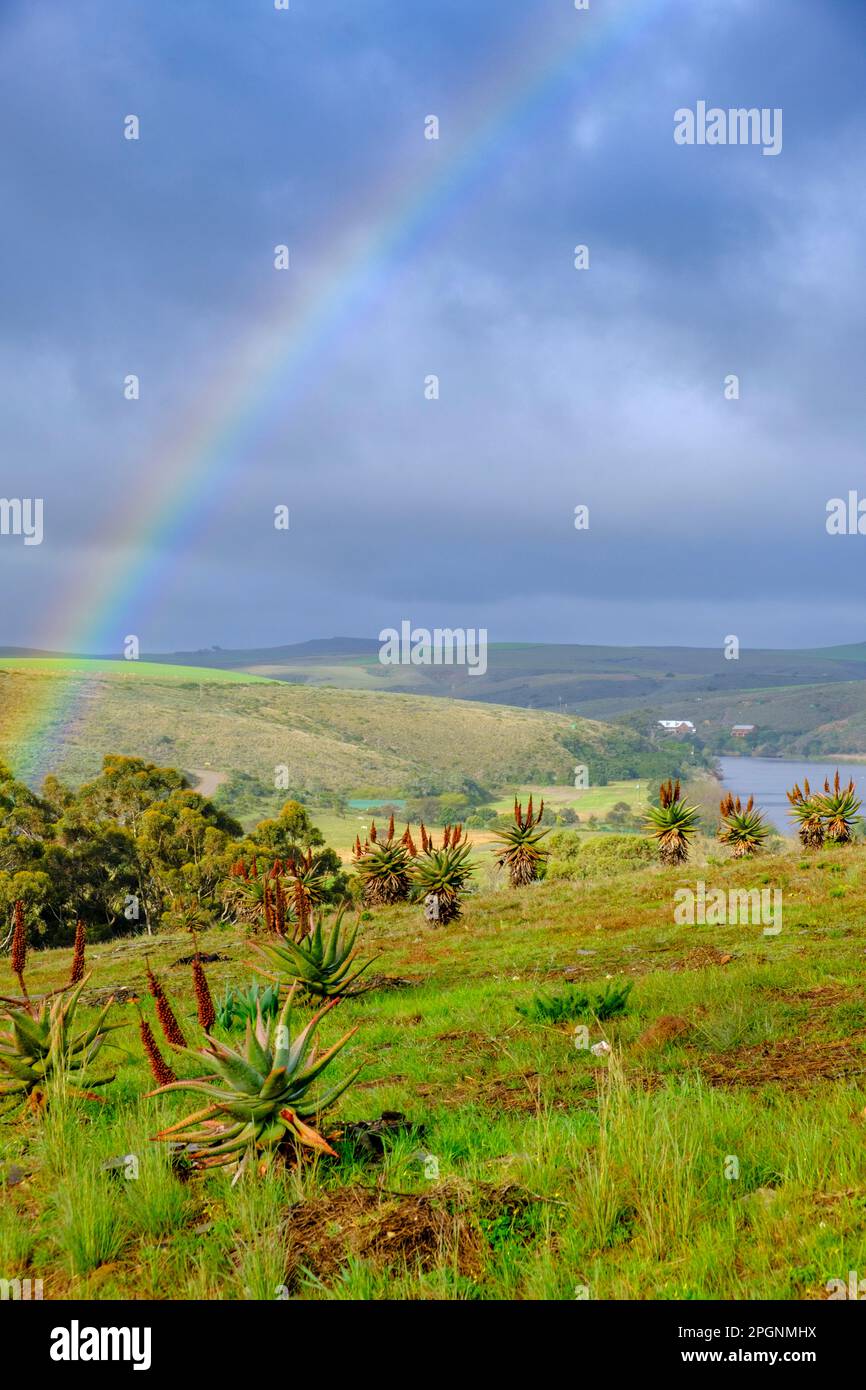 South Africa, Western Cape, Malgas, Rainbow arching over aloe plants ...