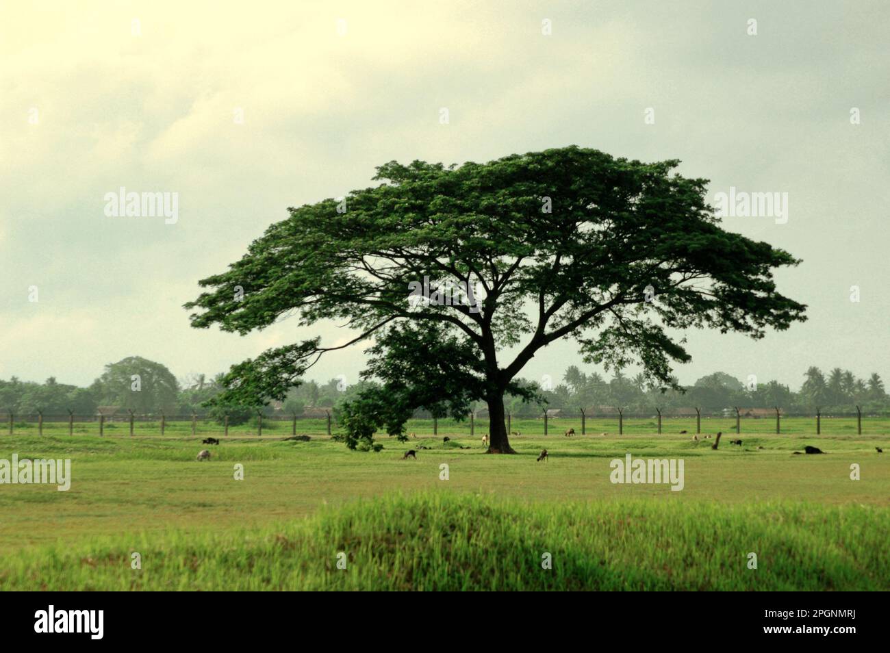A giant tree on grassland, in a background of the fence of the area of ...