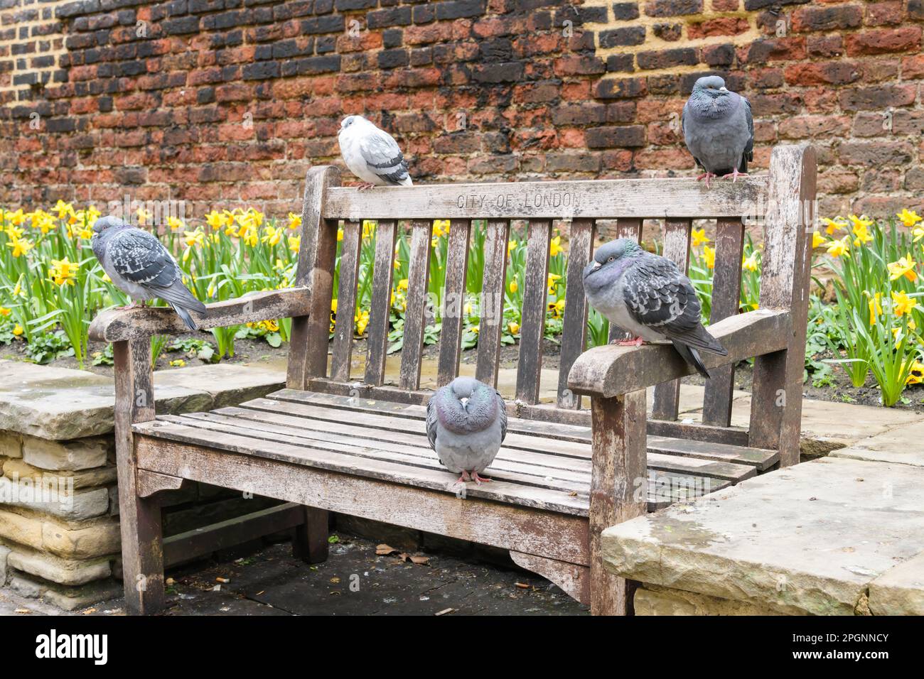 Five pigeons on a bench seat in City of London with spring daffodils ...