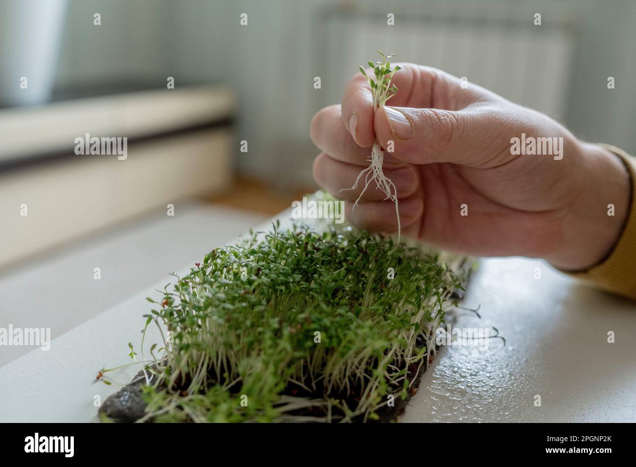 Hydroponics home hi-res stock photography and images - Alamy