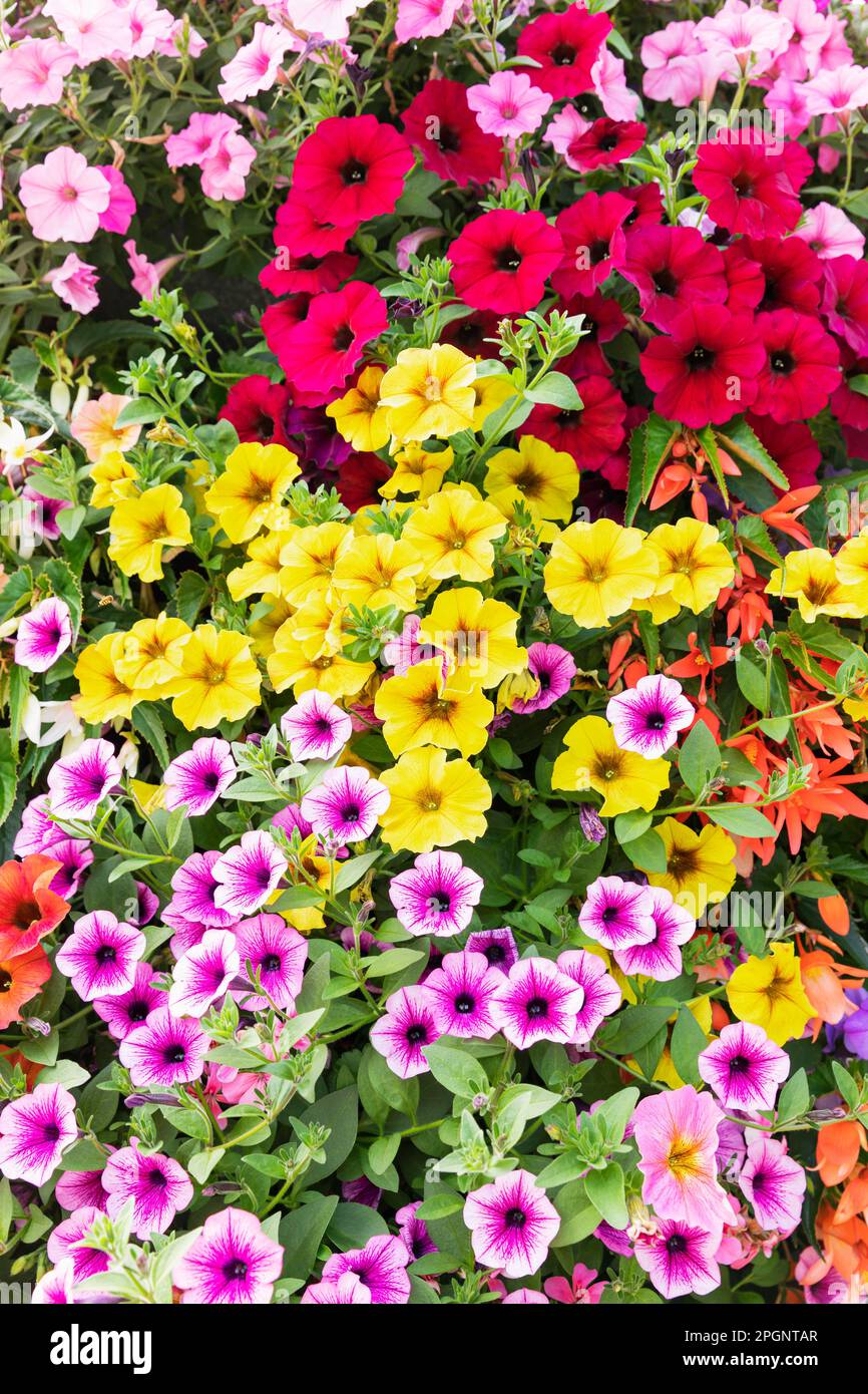 Full frame of colorful blooming petunias and pelargoniums Stock Photo ...