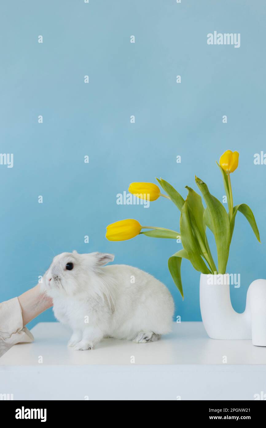 Female bunny rabbit at table hi-res stock photography and images - Alamy