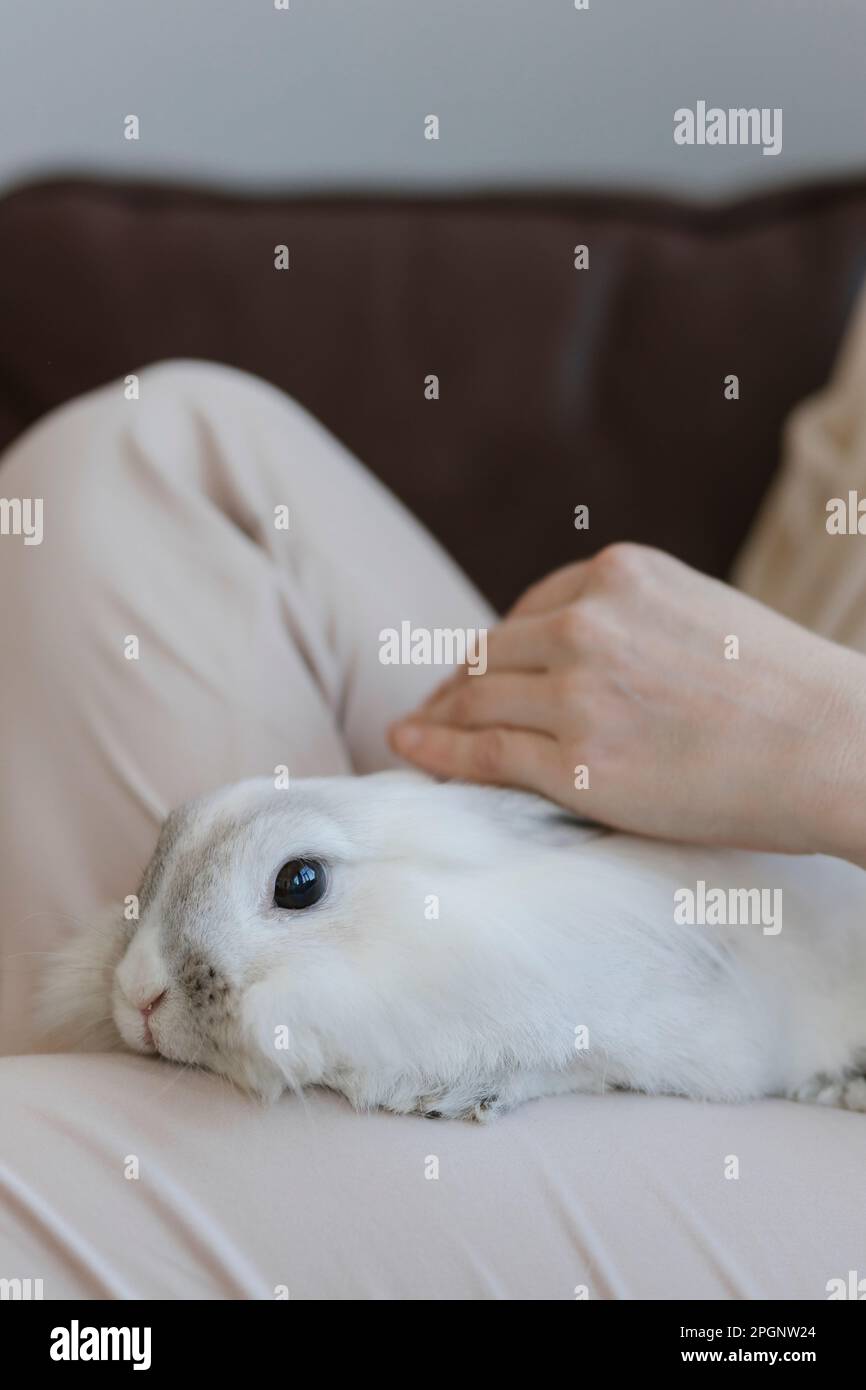 Rabbit hand hi-res stock photography and images - Alamy