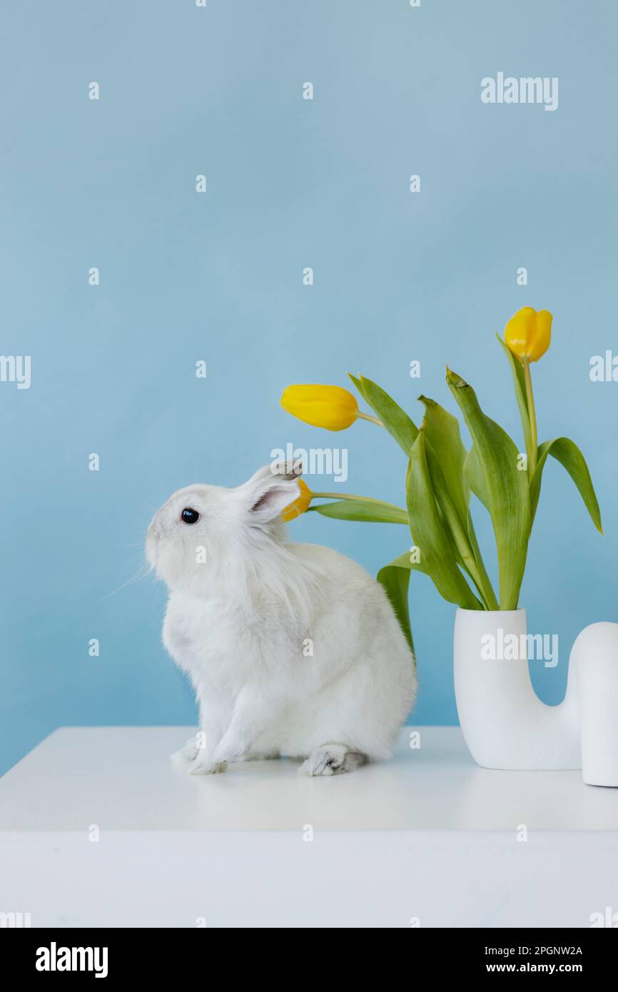 Rabbit by flower vase against blue background Stock Photo - Alamy