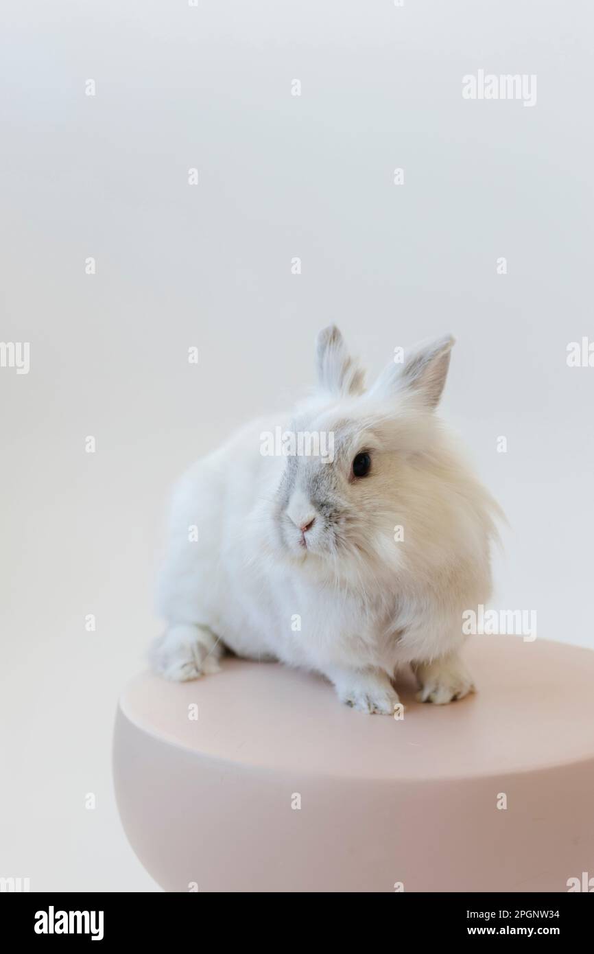 Rabbit on table against white background Stock Photo - Alamy
