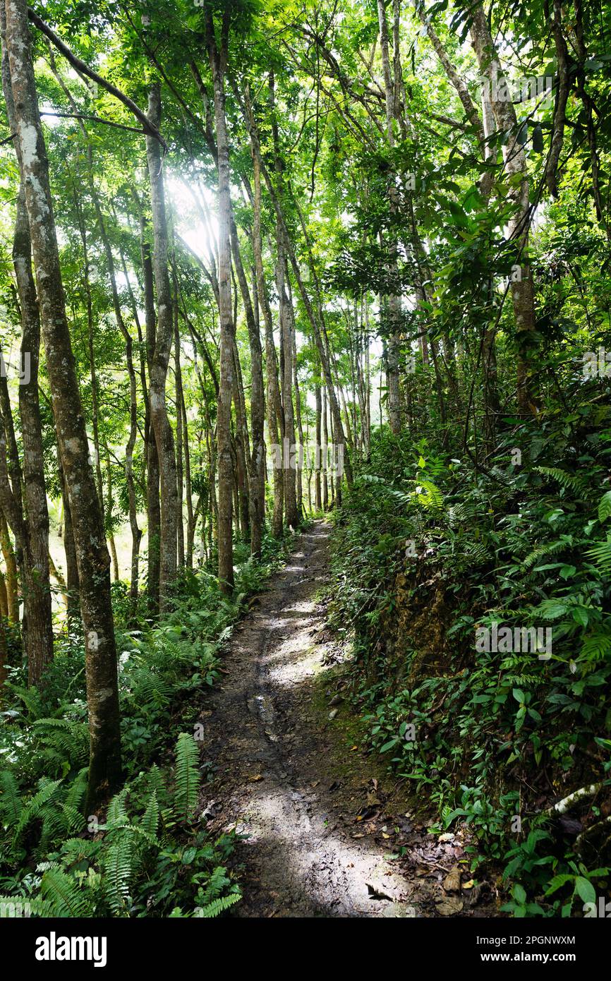 Cebu trees hi-res stock photography and images - Alamy