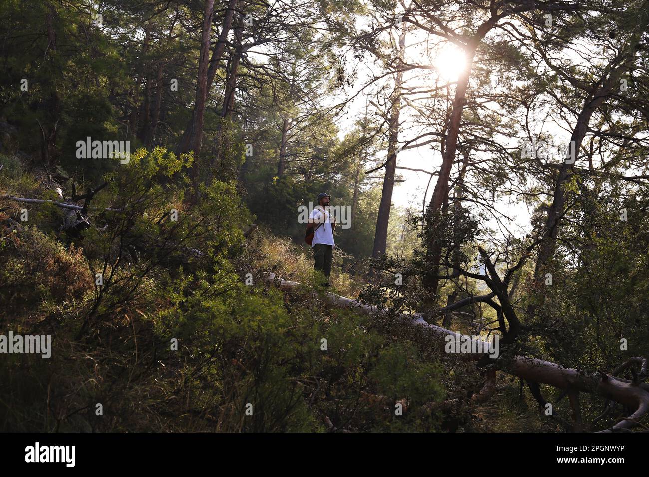 Hiker standing by tree hi-res stock photography and images - Alamy