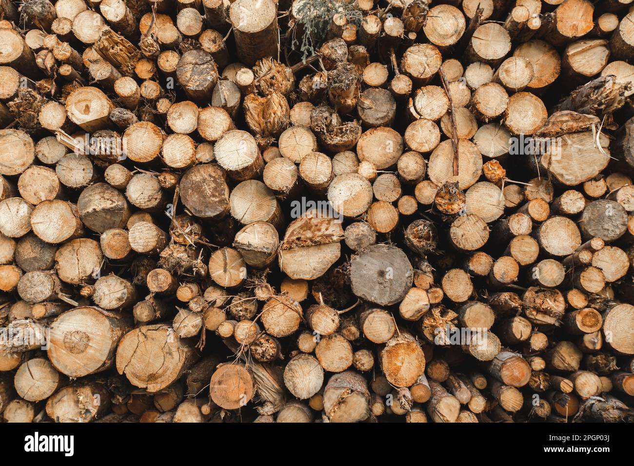 Stack of logs in sawmill Stock Photo - Alamy