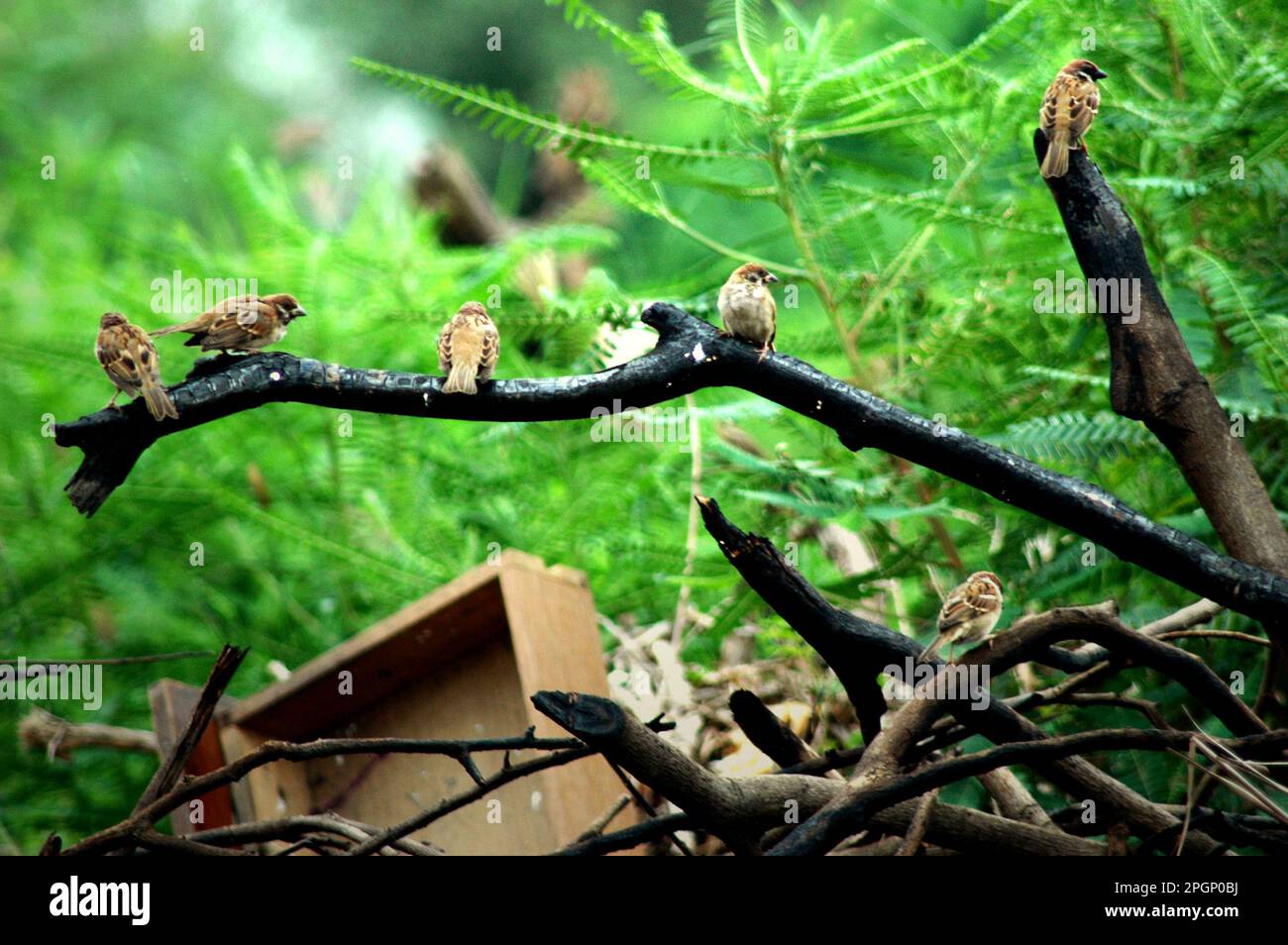Passerines are perching on a branch of a burned tree near a dumpsite in ...