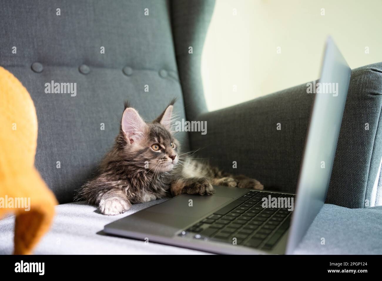 Cat watching laptop sitting in armchair at home Stock Photo - Alamy