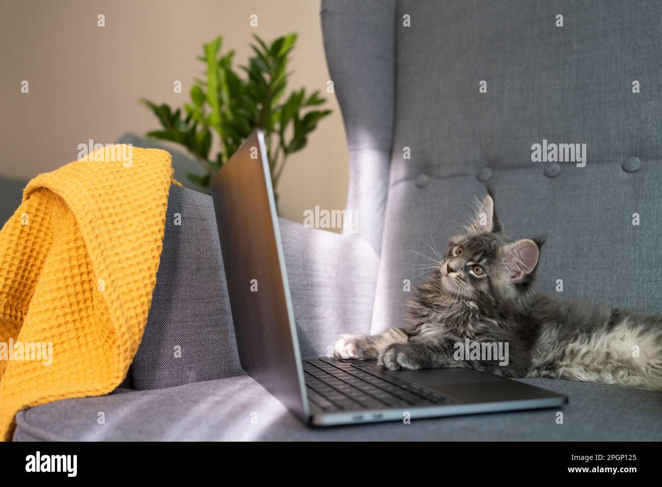 Cat computer sitting humour hi-res stock photography and images - Alamy