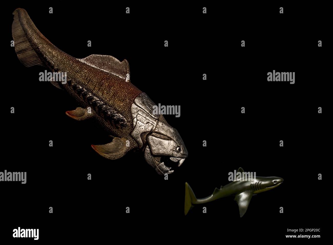 This brilliant model of the Late Devonian monster Dunkleosteus (by Schleich, 2015) shows a ...