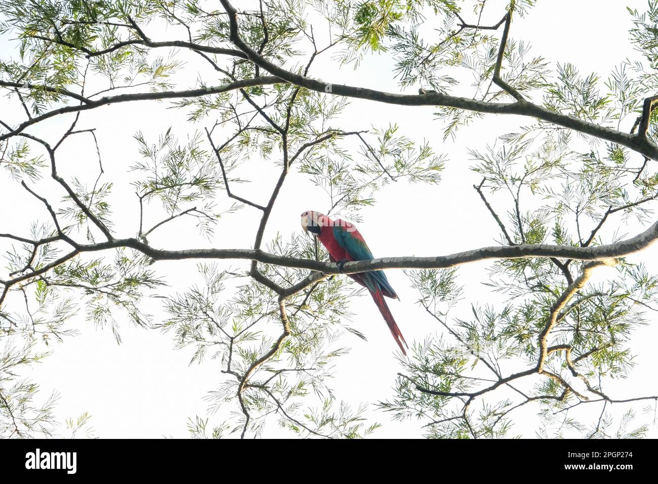 Macaw parrot sitting on the branch of tree. Low angle shot of Macaw ...