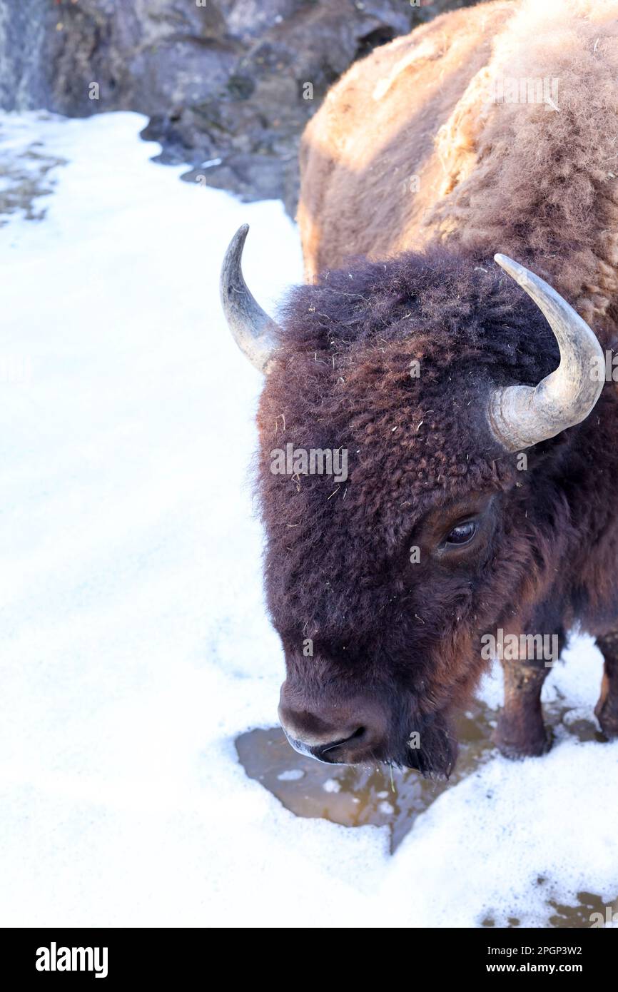 Brown bison horns hi-res stock photography and images - Alamy