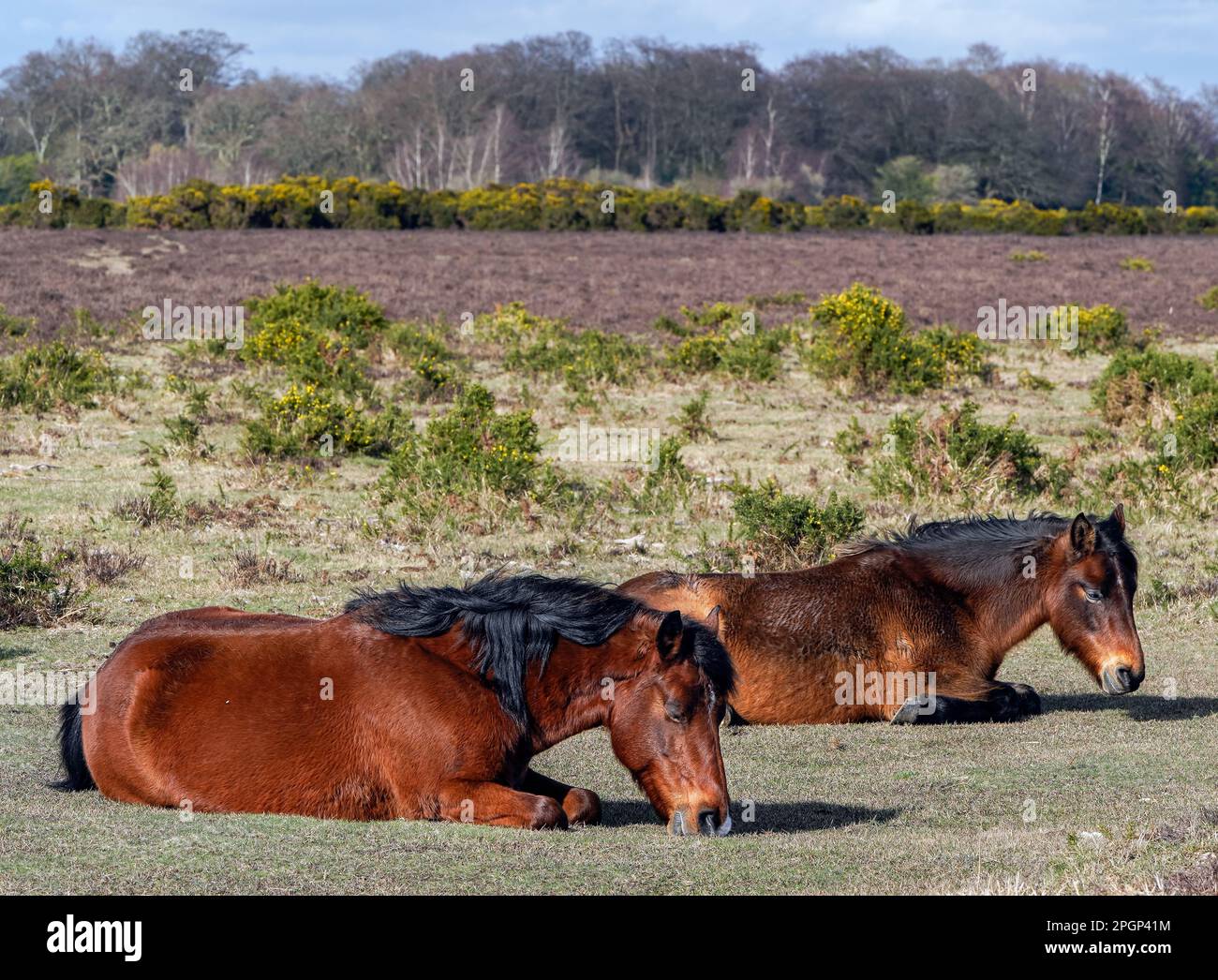 A magical gaze of two ponies in The New Forest Stock Photo - Alamy