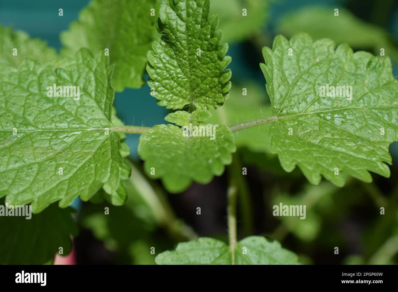 Lemon balm is a member of the mint family and is considered a calming ...