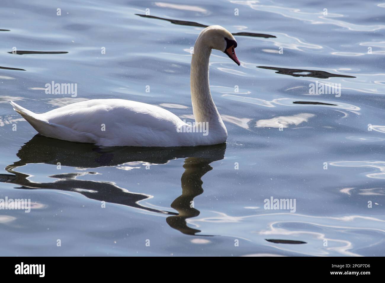 Side view of swan swimming in lake Stock Photo - Alamy