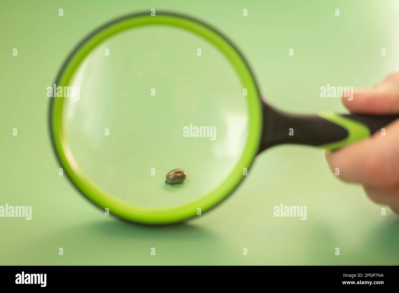 Bloodfilled swollen tick under a magnifying glass on a green background ...
